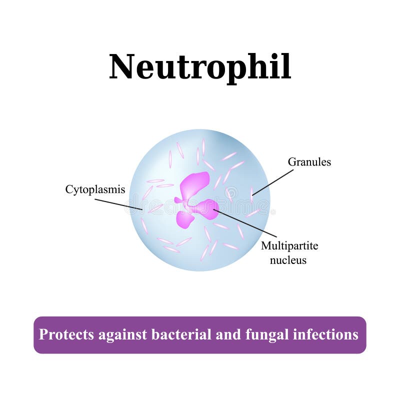 The Structure Of The Neutrophil. Vector Illustration Stock Vector ...