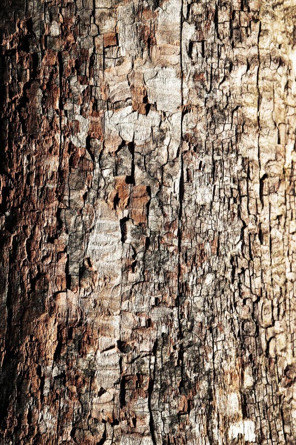 Closeup Structure Of Old Rotten And Decayed Wood Stock Image - Image of ...
