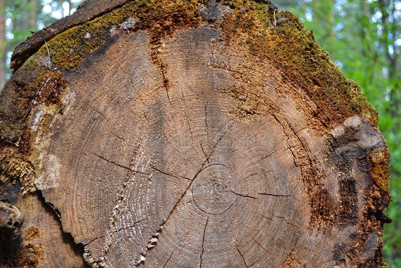 Structure of the Old Log Structure of an Old Sawn Wood Stock Photo ...