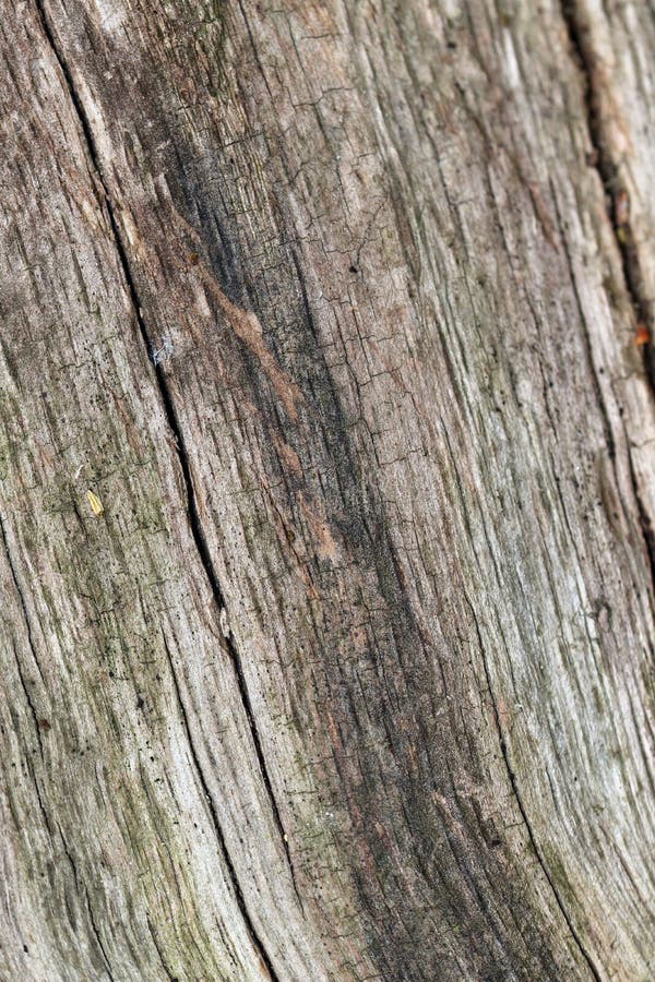 Structure of old oak tree stock photo. Image of rings - 91916584