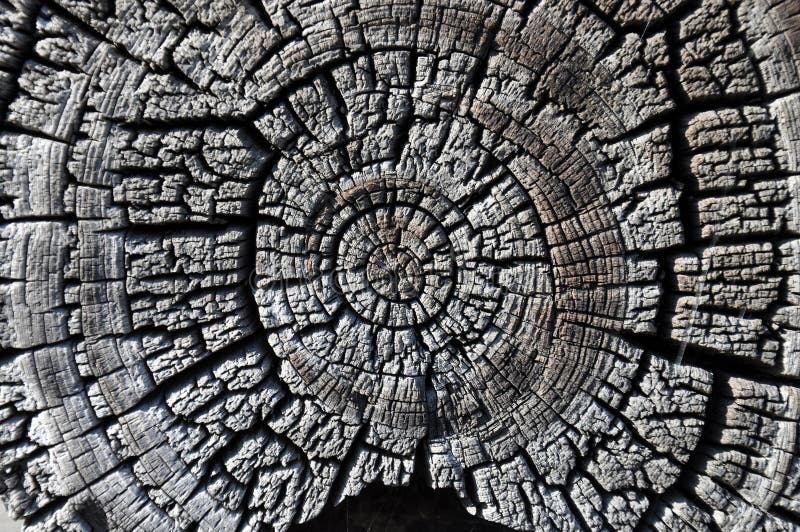 The Structure of the Old Pine Logs Stock Image - Image of design ...