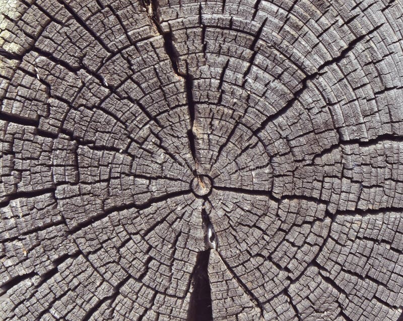 The Structure of an Old Round Tree Closeup Stock Image - Image of ...