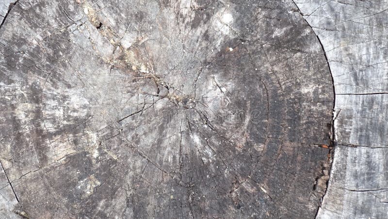The Structure of an Old Slice of a Large Tree, in Gray. Background ...