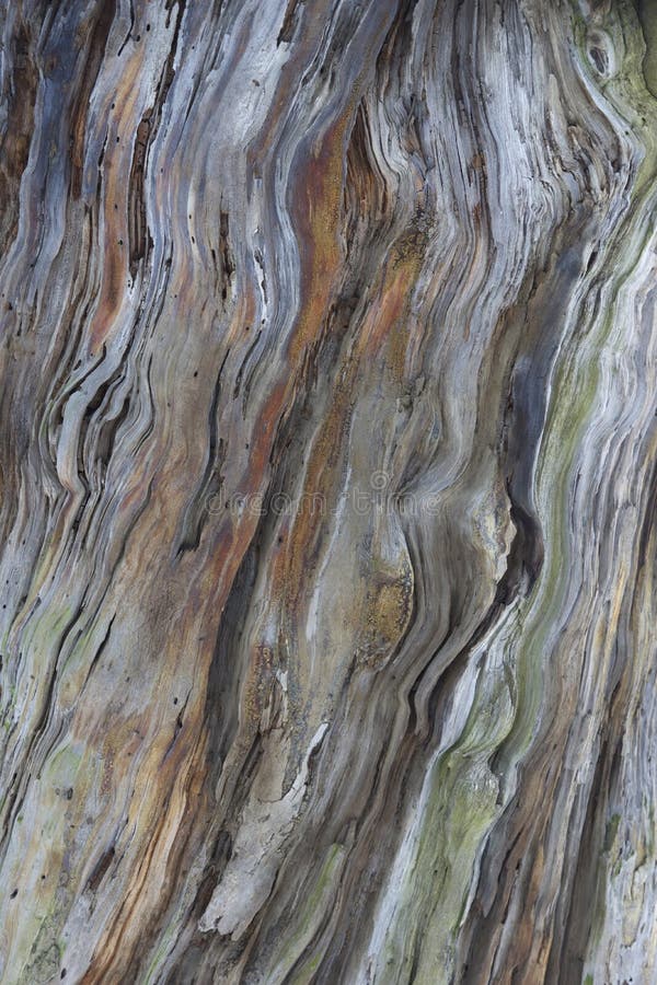 The Structure of the Old Spruce Stem. Stock Image - Image of beautiful ...