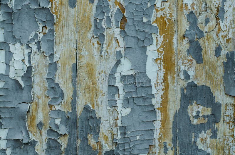 The Structure of the Old Tree. the Paint is Climbing Off the Wall. Old ...