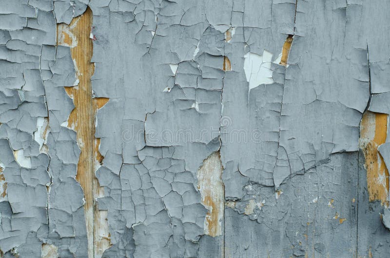 The Structure of the Old Tree. the Paint is Climbing Off the Wall. Old ...