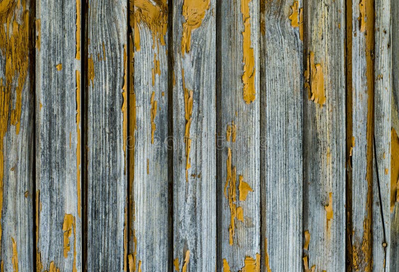 The Structure of the Old Tree. the Paint is Climbing Off the Wall. Old ...