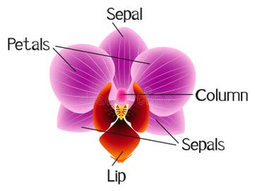 The Structure of the Orchid Flower. Stock Vector - Illustration of ...