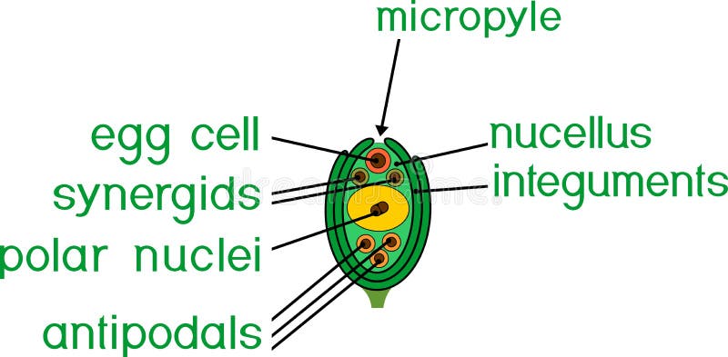 Plant Ovule