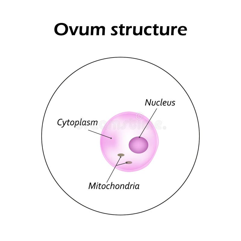 The Structure of the Egg. Ovum Anatomy Stock Vector - Illustration of ...
