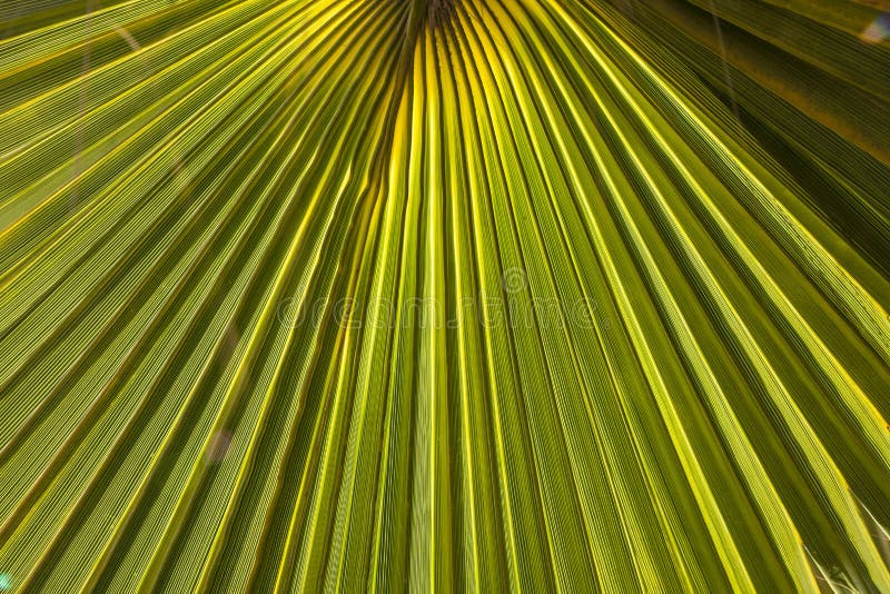 Structure of Palm Tree in Morning Stock Image - Image of leaf ...
