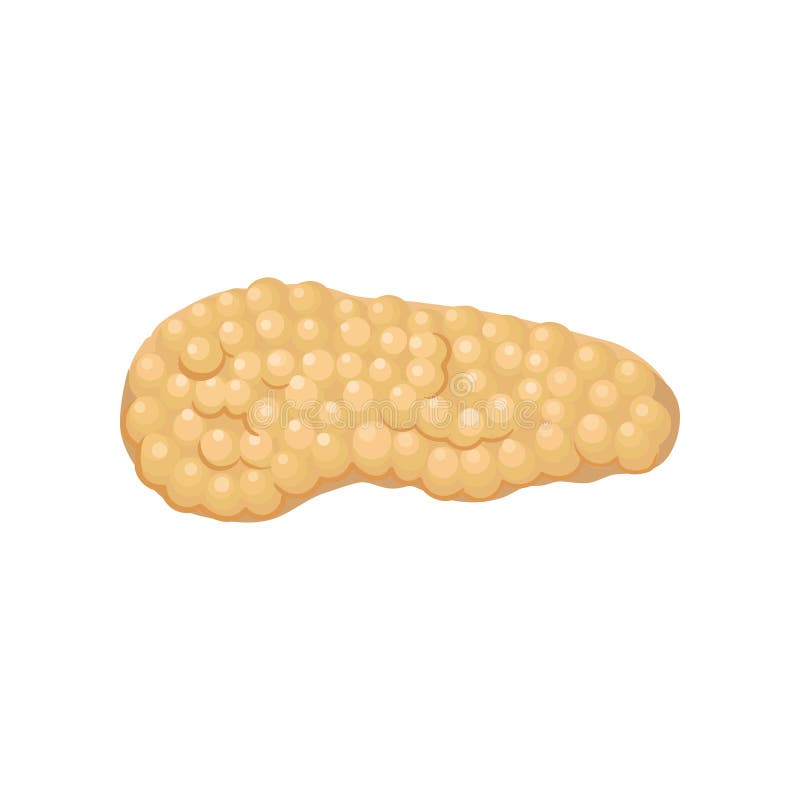 Human Infographic Pancreas Stock Illustrations – 1,174 Human ...