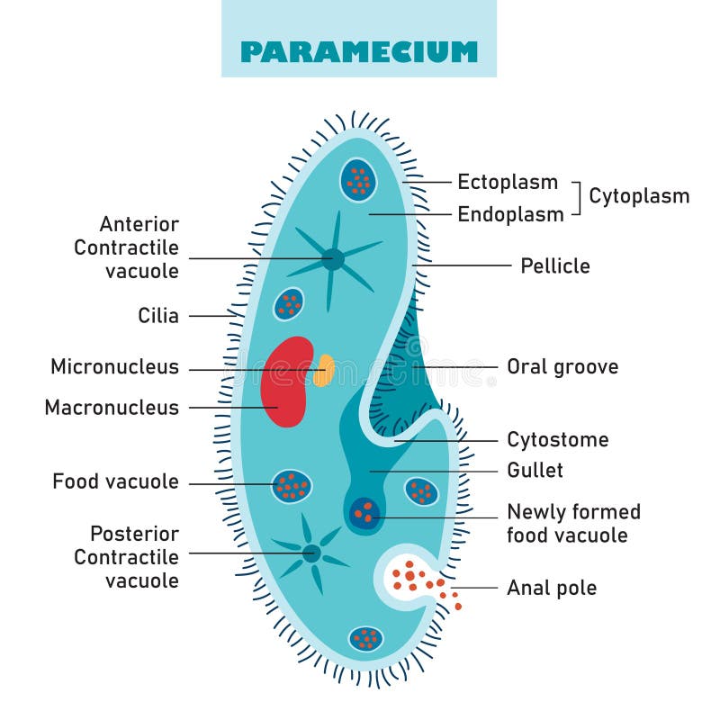 The Structure of Paramecium Caudatum Stock Illustration - Illustration ...