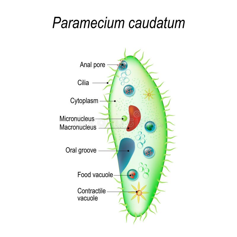 Structure of a paramecium stock vector. Illustration of cell - 34433518 Structure of a paramecium stock vector. Illustration of cell - 34433518