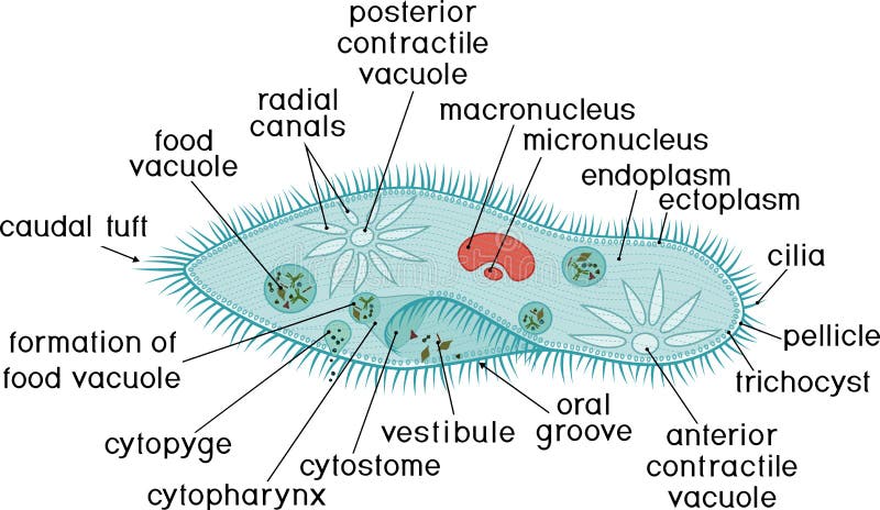 Paramecium caudatum stock vector. Illustration of protozoa - 37052497