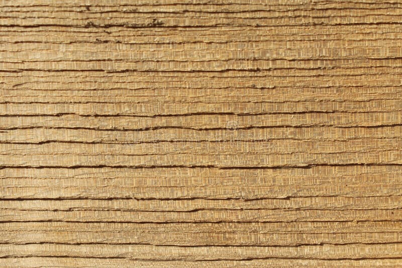 On the Cross-section of a Natural Log, the Annual Rings, As Well As the ...