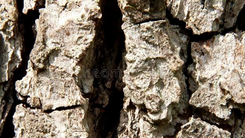 Structure of Pear Tree Bark Stock Video - Video of detailed, material ...