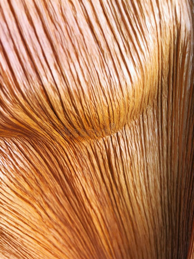 The Structure of Piece of Wood. Shot from Close View Stock Image ...