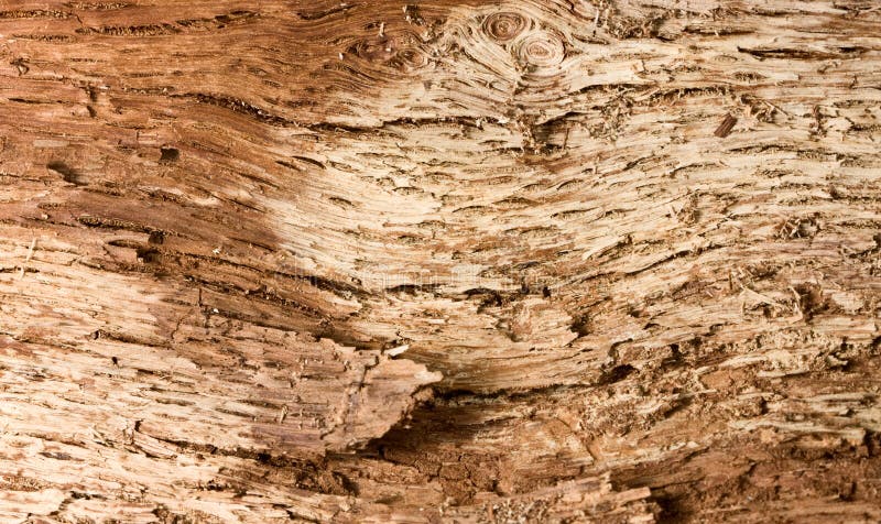 Structure of Pine Bark, Inner Side Stock Photo - Image of texture ...