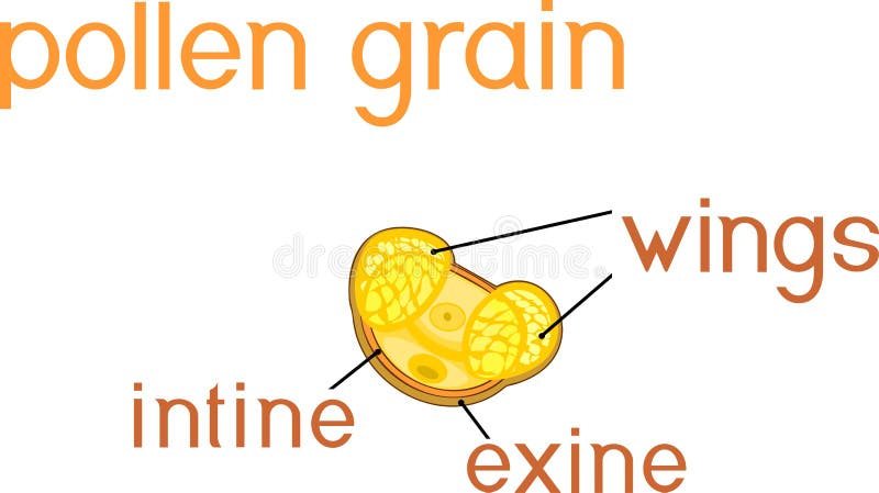 Structure of Pine Pollen Grain with Two Sac Wing Stock Vector ...