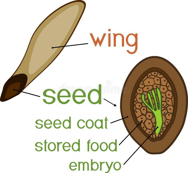 Morphology of Pine Tree with Crown, Root System and Cone with Titles ... Morphology of Pine Tree with Crown, Root System and Cone with Titles ...