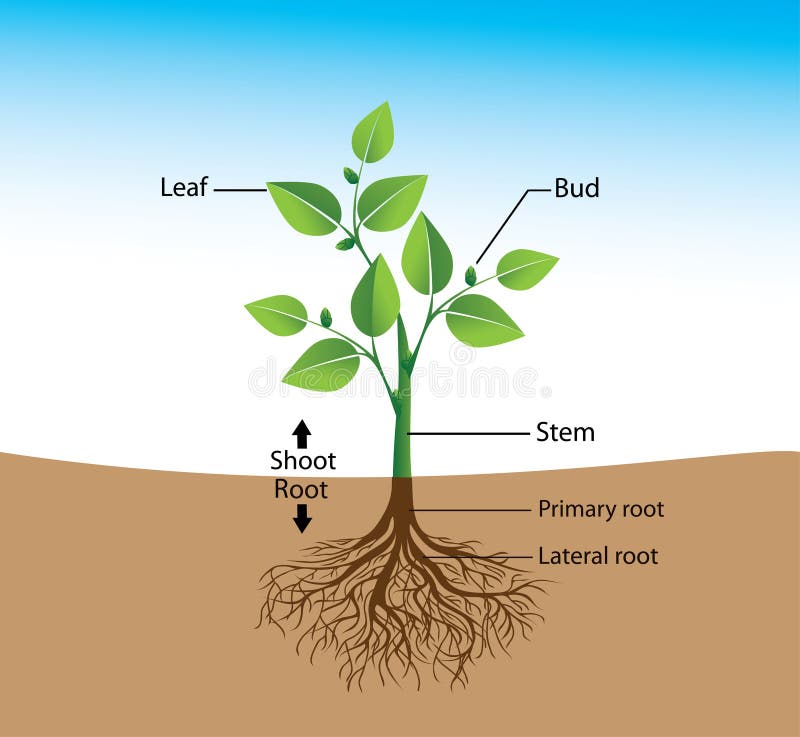 Parts of Plant. Morphology of Grape Vine Plant with Root System ...