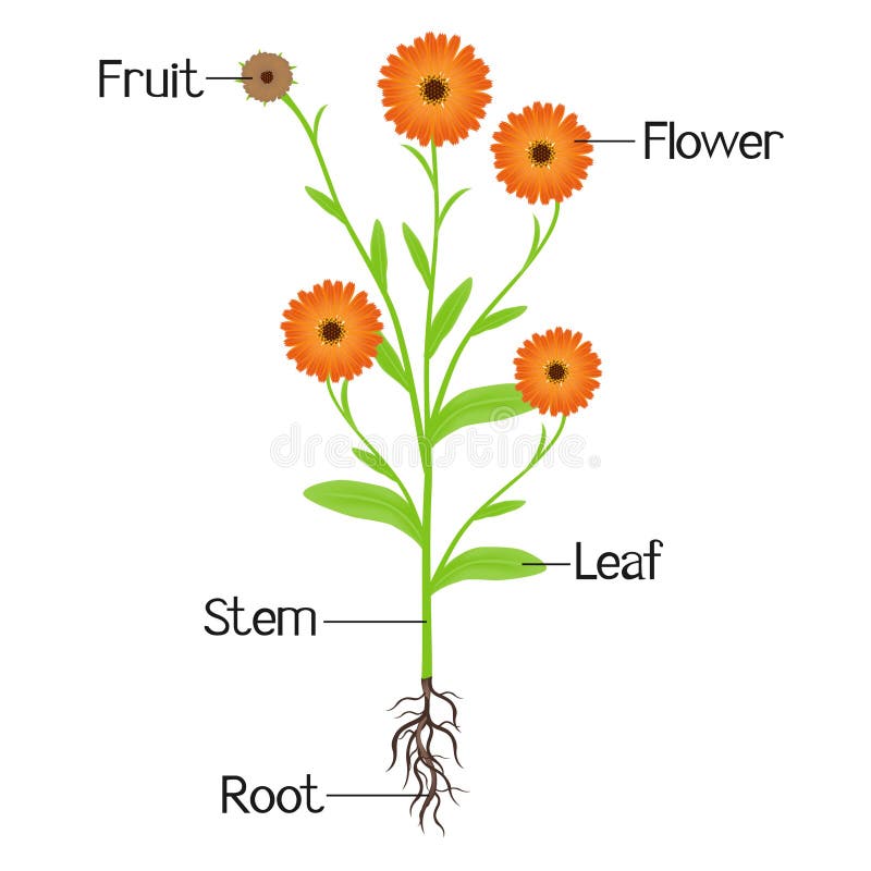 Structure of the Plant Calendula. Stock Vector - Illustration of herb ...