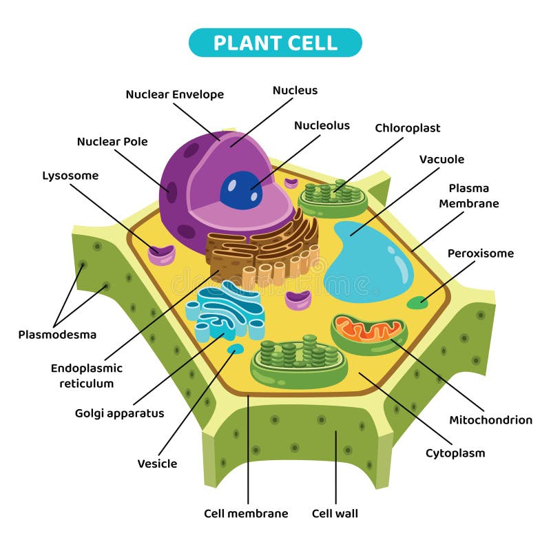 The Structure of Plant Cell Stock Illustration - Illustration of ...