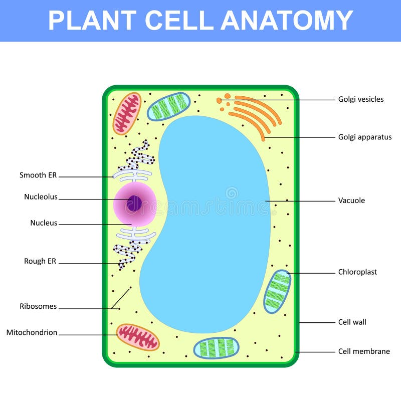 Volvox Cell Structure