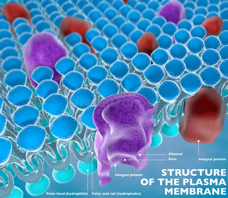 Structure of the Plasma Membrane Stock Illustration - Illustration of ...