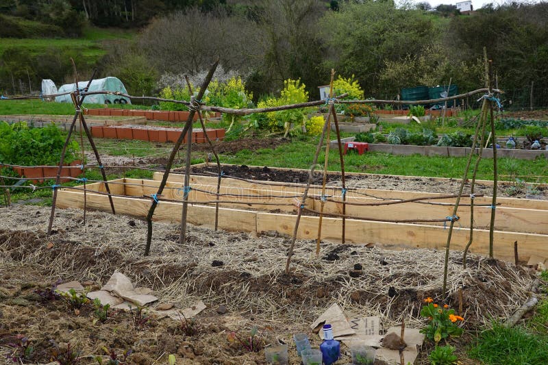 Structure with Poles To Support Climbing Crops in the Vegetable Garden ...