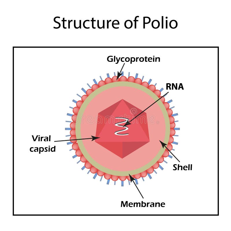 The Structure of the Polio Virus. Enterovirus. Stock Vector ...