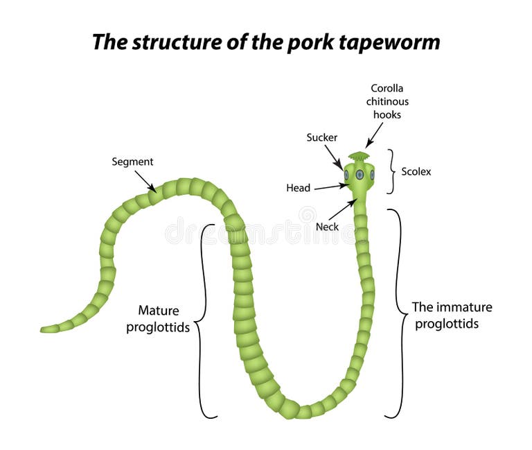 Tapeworm Stock Illustrations – 1,182 Tapeworm Stock Illustrations ...
