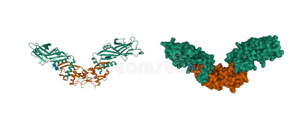 Structure of Pro-bone Morphogenetic Protein 9 Tetramer Stock ...