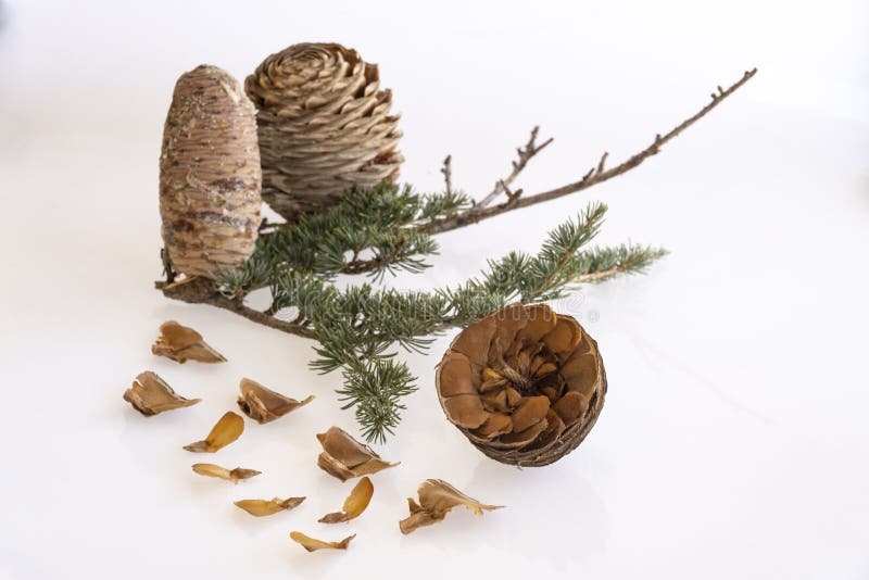 The Structure, Propagation and Background Details of Tar Seeds Stock ...