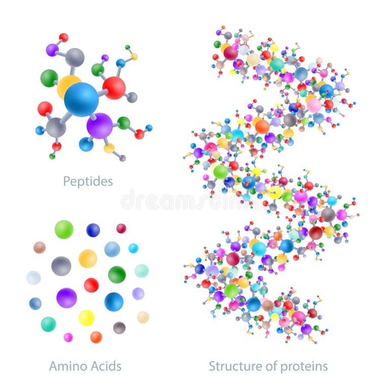 Structure of Protein, Peptides, Amino Acids, Vector Stock Vector ...