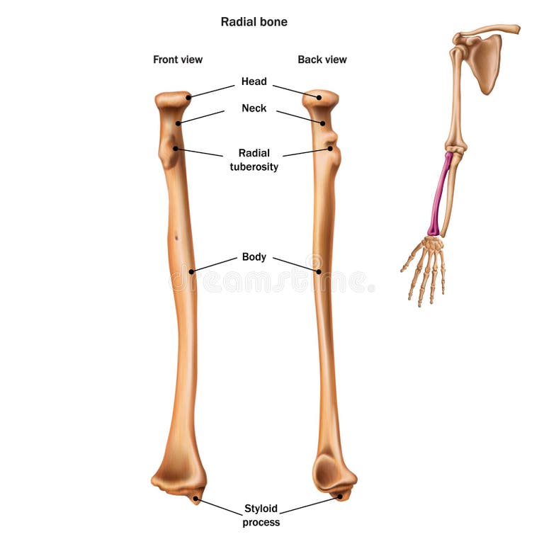 The Structure of the Radial Bone with the Name and Description of All ...