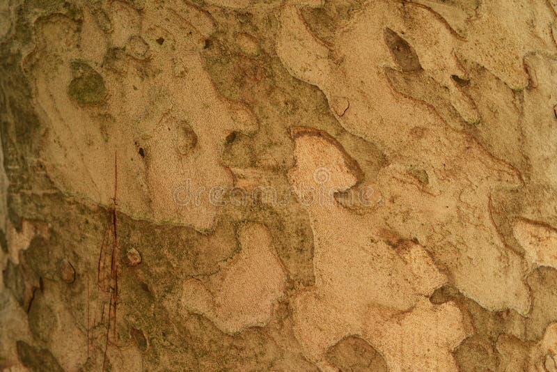 The Structure of a Rare Species of Chestnut Stock Photo - Image of ...