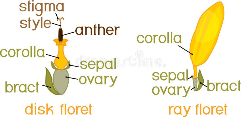 Parts of Sunflower Plant. Morphology of Flowering Plant with Root ...