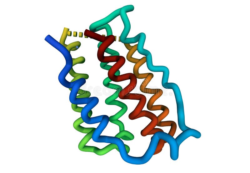 Structure of the Recombinant Human Interferon-alpha 2B Stock ...