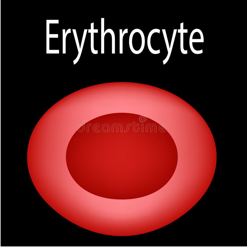The Structure of the Erythrocyte. Erythrocyte Blood Cell. the Structure ...