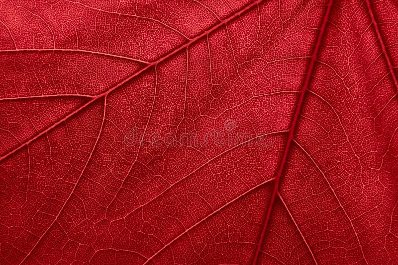 Structure of a Red Maple Leaf for a Background Stock Image - Image of ...