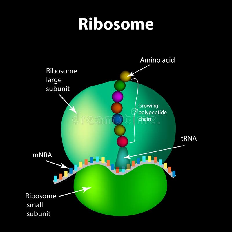 The Structure Of The Ribosome Infographics Vector Illustration Stock