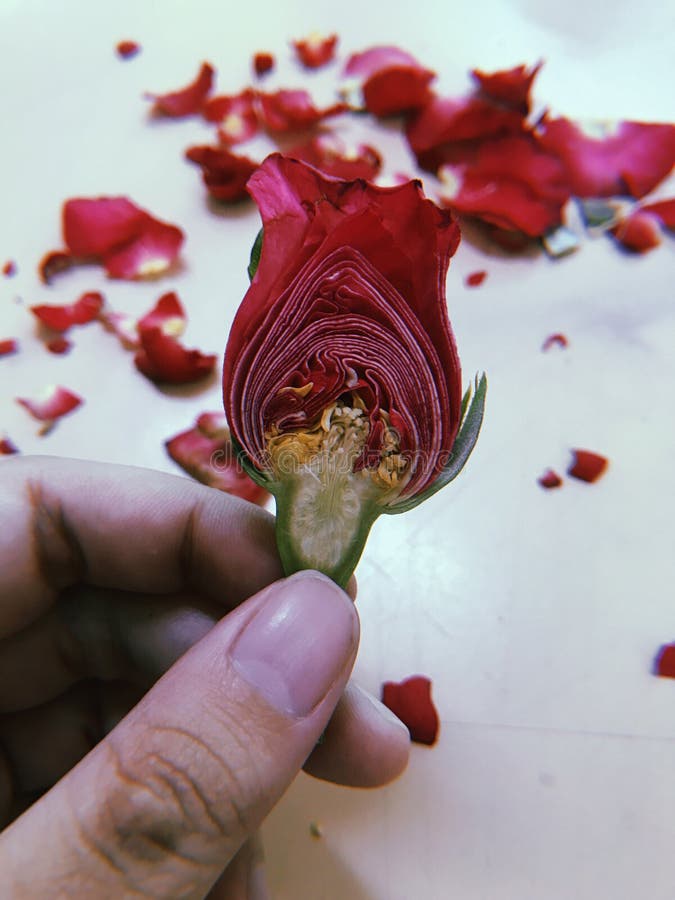 Structure of rose stock image. Image of structure, rose - 112920827