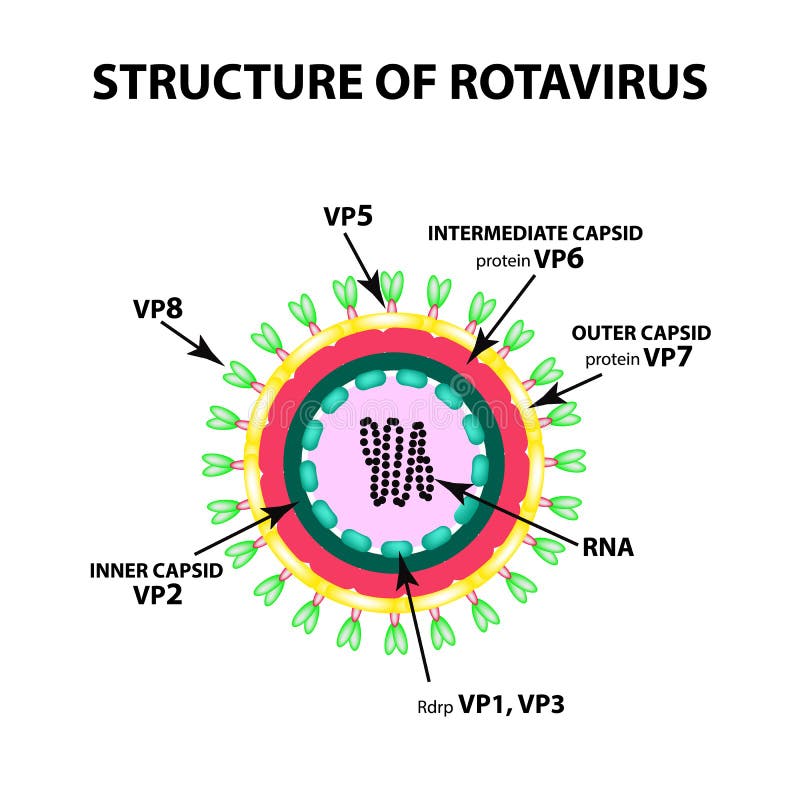 The Structure of Rotavirus. Infographics. Vector Illustration on ...