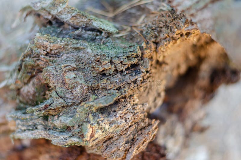 The Texture And Structure Of The Tree On The Rotten Log. Lines And ...