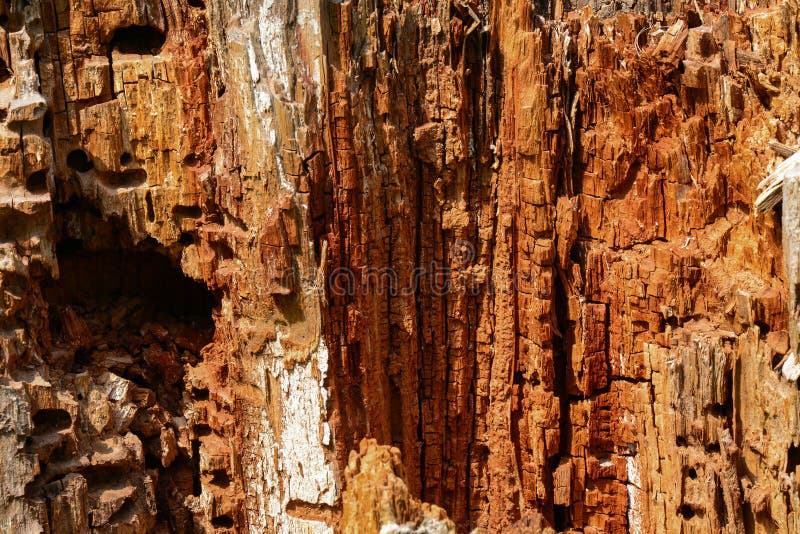 The Structure of a Rotten Tree Close-up. Rotten Stump Stock Photo ...