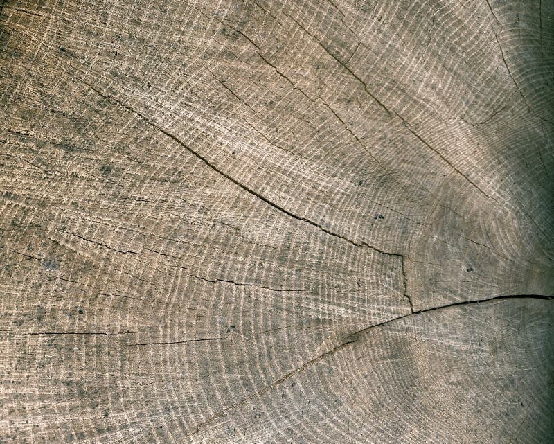 The Structure of a Sawn or Cut Big Tree Close-up Stock Photo - Image of ...