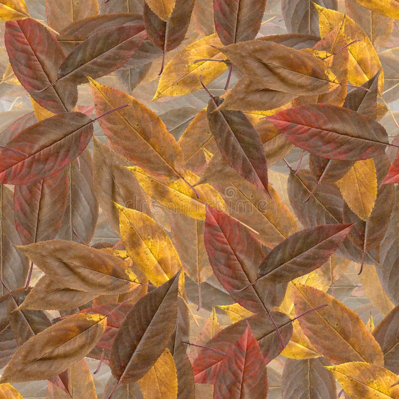 Structure Seamless: Autumn Leaves Stock Photo - Image of pointed ...