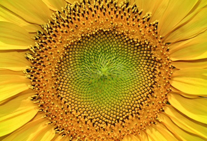 Structure of the Seeds a Young, Blooming Sunflower, Close-up Stock ...